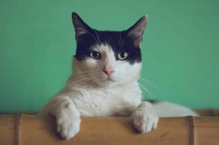 Discover: What kind of cat am I quiz? | Solution Tales