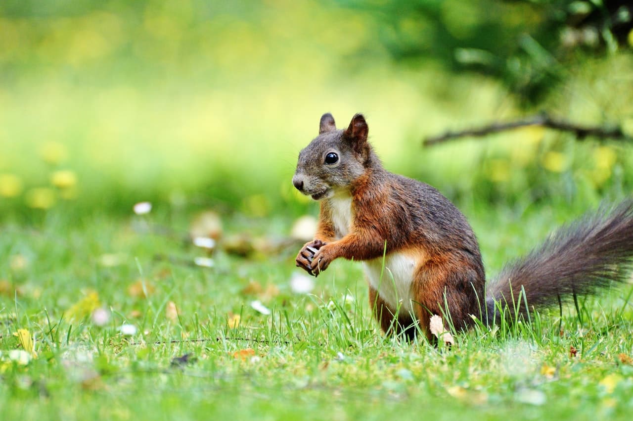 Here’s How to Get Rid Of Squirrels in the Walls | Solution Tales